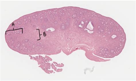 Lab Exam 3 Histology Flashcards Quizlet