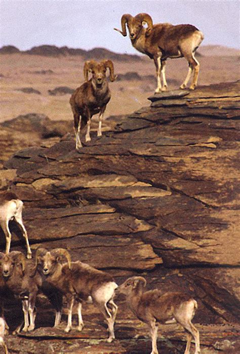 Монгол ёсон Ан агнуур