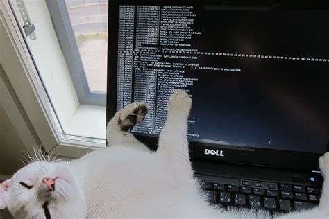 Smug Hacker Cat Causes Kernel Panic Cats