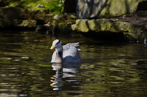 아름다운 회색 오리가 연못의 고요한 물 속을 우아하게 미끄러지듯 미끄러집니다 고정됨에 대한 스톡 사진 및 기타 이미지 고정됨 글라이딩 깃털 Istock