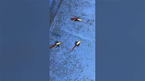Pdert Guppies Youtube