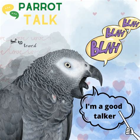 Parrot Talk How To Teach Parrots To Talk Talking With Parrot