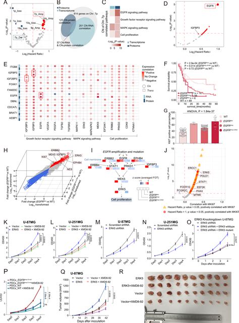 The Impact Of Copy Number Alteration And Mutations On Mrnas Proteins Download Scientific