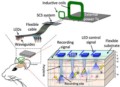 Concept Diagram Of Wireless Optrode Array With Integrated LEDs Download Scientific Diagram