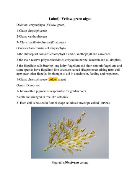 Algae 6 Lab6 Yellow Green Algae Division Chrysophyta Yellow