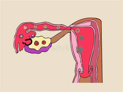 Fertilization Process Female Reproductive System Stock Illustration