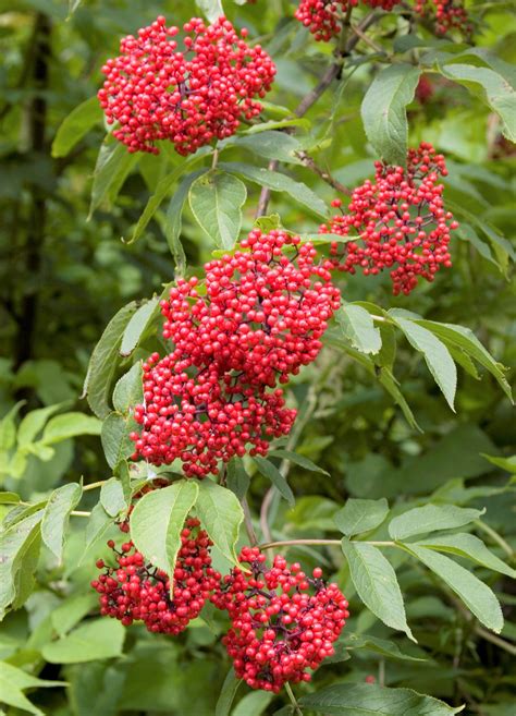 Sambucus Racemosa 50 Seeds Red Elder Elderberry Cold Hardy Shrub Bush The Plant Attraction