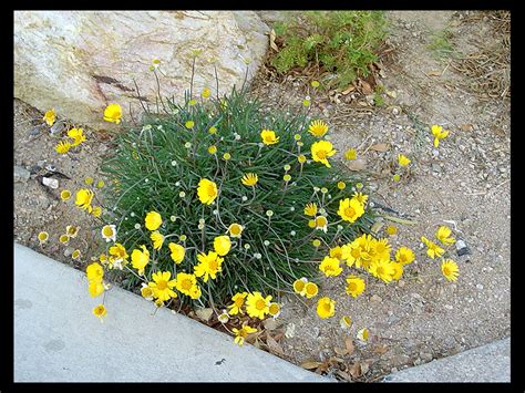 Find Plants Angelita Daisy