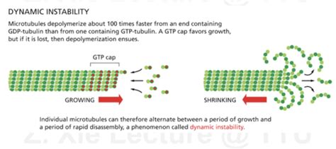 BIOL The Cytoskeleton II Flashcards Quizlet
