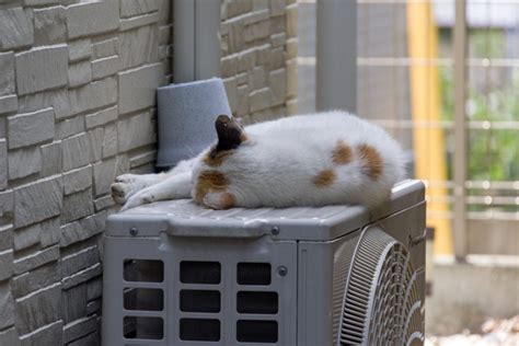 係長の肉球 一日一猫