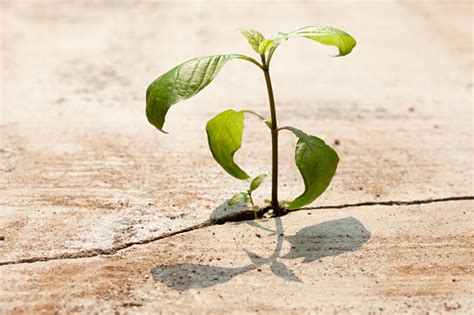 콘크리트 보도의 균열에서 자라는 어린 식물 역경 개념 정복 0명에 대한 스톡 사진 및 기타 이미지 0명 가능성 개념 Istock