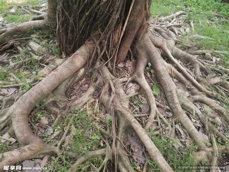 树根摄影图 树木树叶 生物世界 摄影图库 昵图网