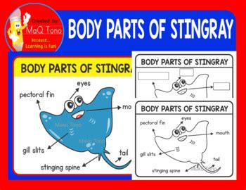 Body Parts Of Stingray Set By Maq Tono Tpt
