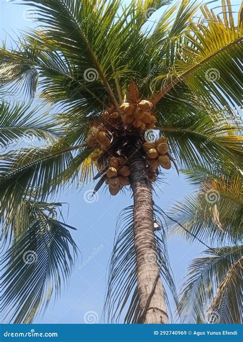 Towering Coconut Trees With Lots Of Fruit And Shady Leaves Stock Image Image Of Lots Fruit