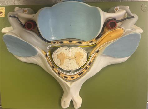 Spinal Cord Labeling Diagram Quizlet