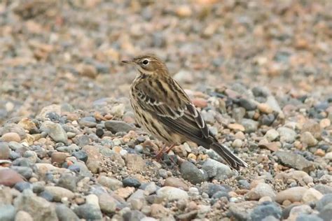 Red Throated Pipit Anthus Cervinus Hawaii Bird Guide