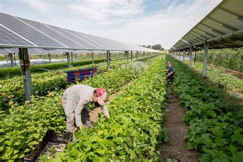 Agrivoltaics Offers A Dual Use Approach To Farming And Clean Solar Power