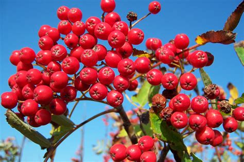Rowan Berry Sorbus Domestica Health Benefits