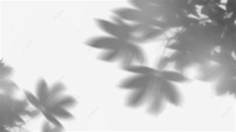 Leaves Branch Shadow Horizontal Gray Shadow Leaves Shadow Branches