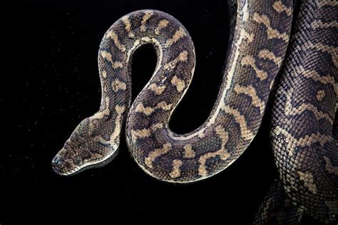 Premium Photo Royal Python Or Ball Python Python Regius