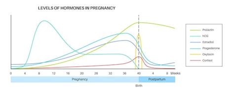 Premium Vector Levels Of Hormones In Pregnancy Hcg Prolactin Cortisol Estradiol Progesterone