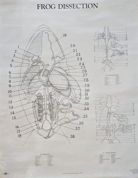 “frog Dissection” Vintage Biology Poster Williams Design