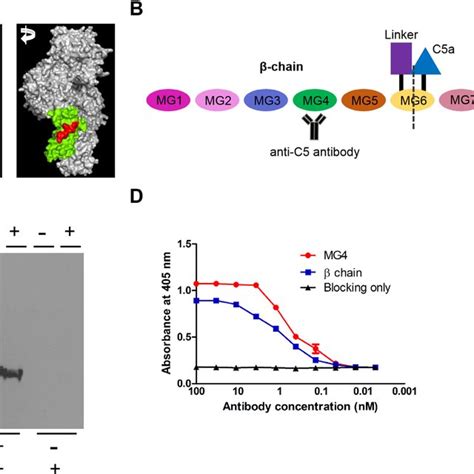 Development Of Anti C5 Antibody Targeting Mg4 Domain A 3 D Structure