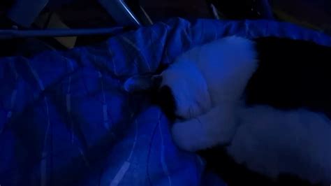 ㅋㅋㅋ 이제 자기 눈을 가리고 잠을 Youtube