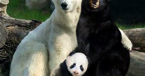 How Pandas Are Made Imgur