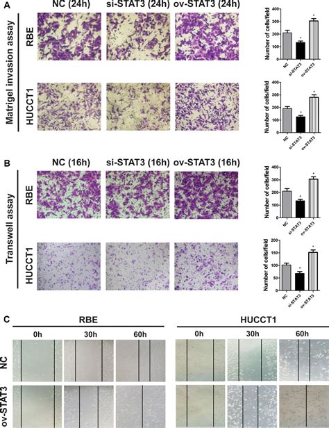Figure 2 From Stat3 Overexpression Promotes Metastasis In Intrahepatic Cholangiocarcinoma And
