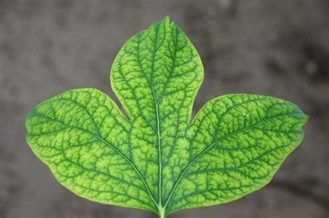 嫩绿的树叶高清图片下载 红动中国