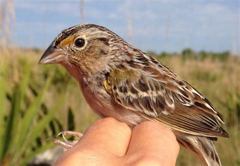 Recovery For One Of North Americas Most Endangered Birds Reaches