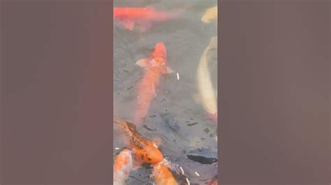 새우깡 먹방 농심 먹방 새우깡 좋아요 구독 Youtube