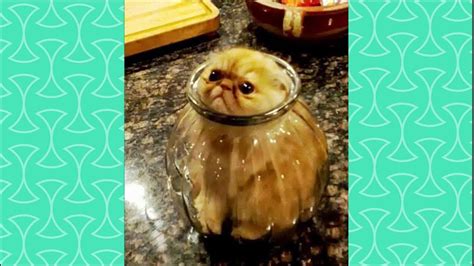 Funniest Cat Fails Best Of Funny Cats Fails Videos Compilation World