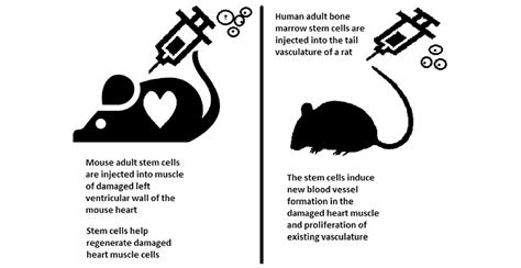 Stem Cell Biotechnology Series Exploring The Potential Of Stem Cells