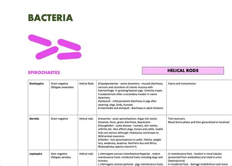 Veterinary Bacteria Cheat Sheet Etsy