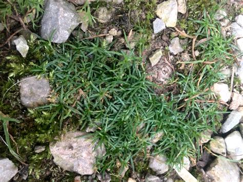 Tiny Grass Like Plants ⋆ Cold