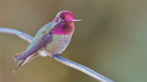 Annas Hummingbird Fact Sheet Blog Nature Pbs