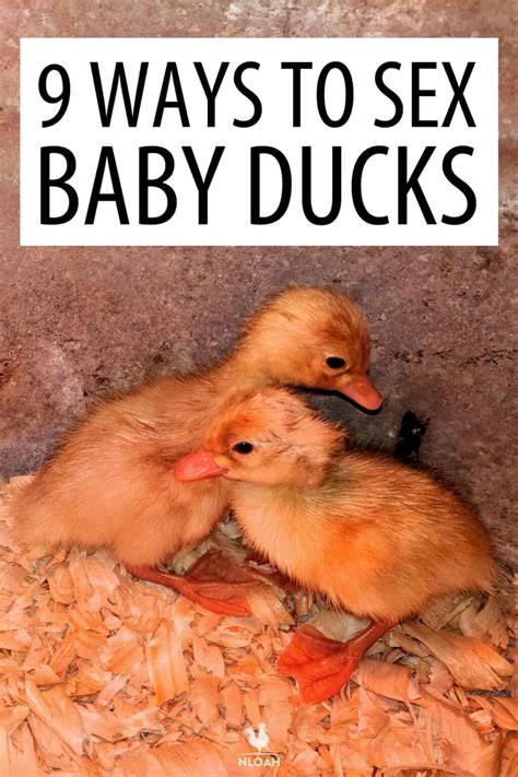 Ways To Sex Ducks And Baby Ducks