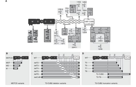 Graphical Representation Of Adamts 13 Variants And Epitope Overview Of Download Scientific