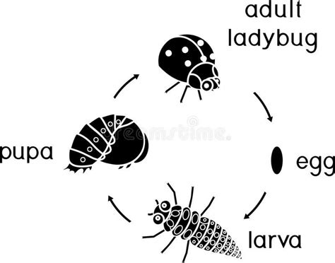 Life Cycle Of Ladybug Stages Of Development Of Ladybug From Egg To Adult Insect Stock Vector