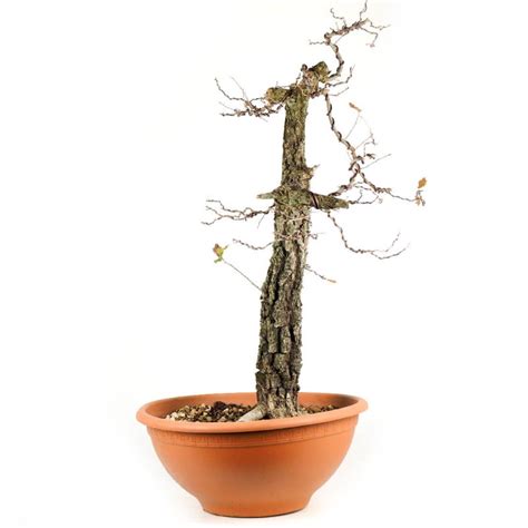 Quecus Faginea 1099 Yamadori Prebonsái