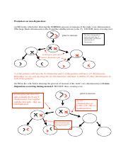 Nondisjunction Ans Worksheet On Non Disjunction A Fill In The Cells Below Showing The NORMAL
