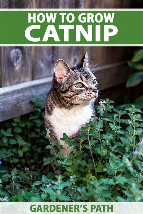 Learn How To Plant And Grow Catnip Gardeners Path
