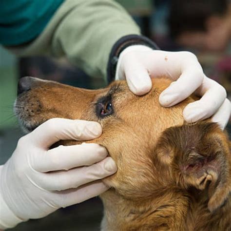 Pet Tonometry In Brampton On Heartlake Vet Hospital