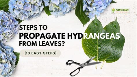 How To Propagate Hydrangeas From Leaves 9 Easy Steps