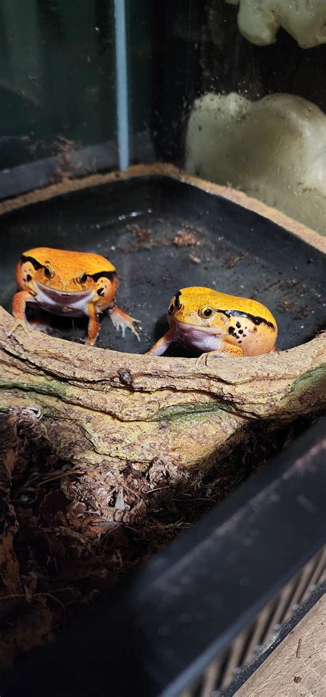Can Anyone Tell Me The Sex Of My Frogs Rfrogs