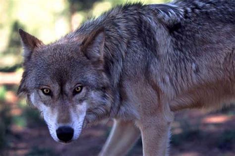 ببینید بعد از مشهد؛ اینبار مشاهده گرگ در سطح شهر بهار همدان خبرآنلاین