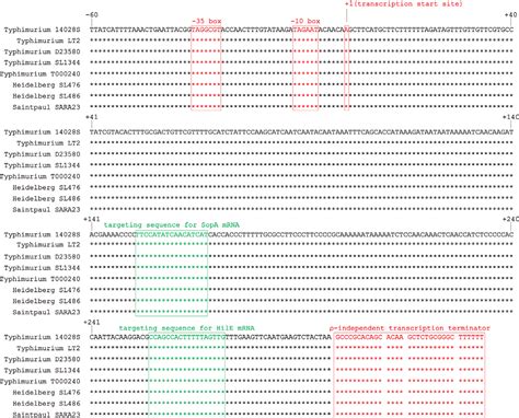 Figure 1 From A Salmonella Small Non Coding Rna Facilitates Bacterial Invasion And Intracellular