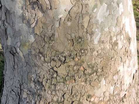 Free Picture Cortex Tree Surface Rough Texture Dirty Pattern Wall Old Nature